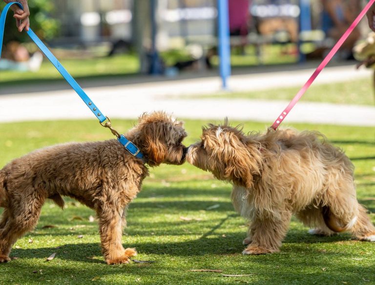 Puppy Training Brisbane | The Canine Classroom